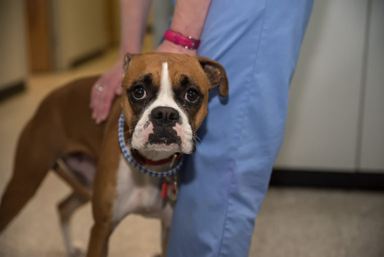 Image Galleries | Penny Paws Animal Clinic
