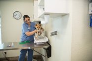 Richland Hills Image Gallery Penny Paws Animal Clinic Richland Hills Image Gallery Penny Paws Animal Clinic