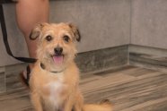 Image Galleries Penny Paws Animal Clinic Image Galleries Penny Paws Animal Clinic
