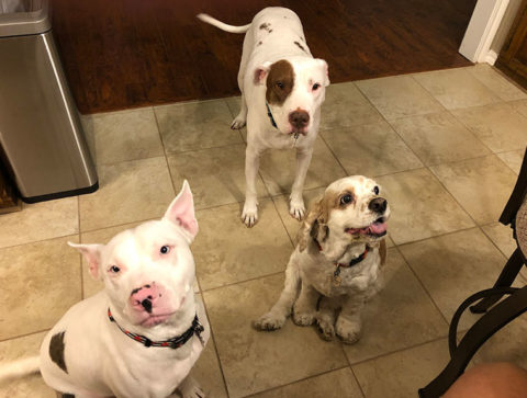 Penny Paws | Veterinarian Near Me | Arlington, Ft. Worth & Richland ...