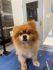 Veterinarian In Grand Prairie TX Penny Paws Veterinarian In Grand Prairie TX Penny Paws