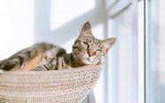 How To Pick The Best Vet In Arlington TX Penny Paws How To Pick The Best Vet In Arlington TX Penny Paws