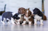 Vaccination Schedule For Puppies Penny Paws