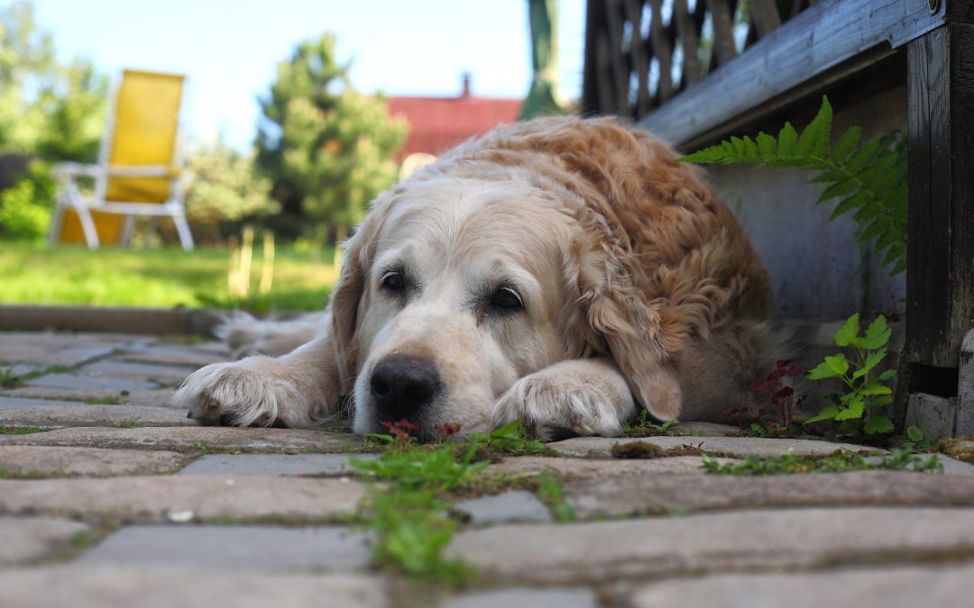 Bowel Incontinence in Dogs: Signs, Causes, and Treatment - Penny Paws