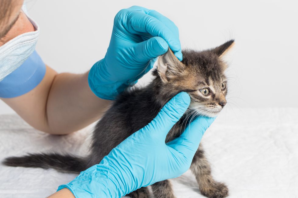 Aural Hematoma in Cats: When Does Your Cat Need Surgery? - Penny Paws