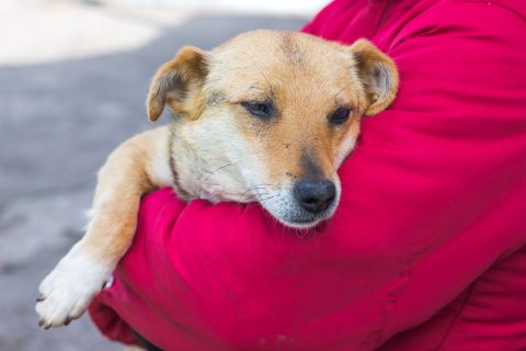 Early Warning Signs of Pyometra in Dogs - Penny Paws