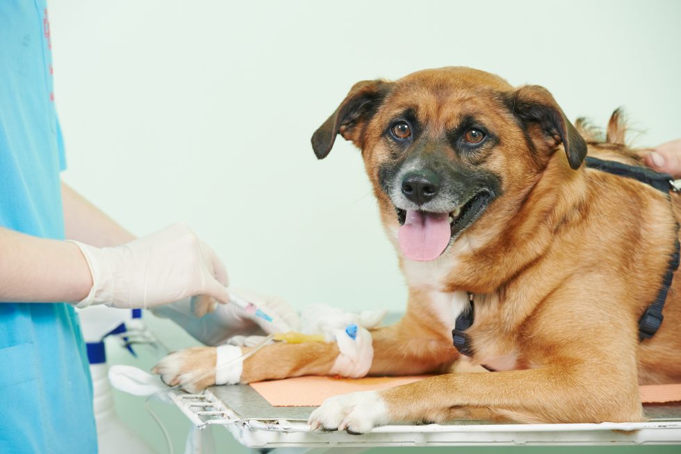 Understanding Blood Test Results for Dogs - Vet Tips