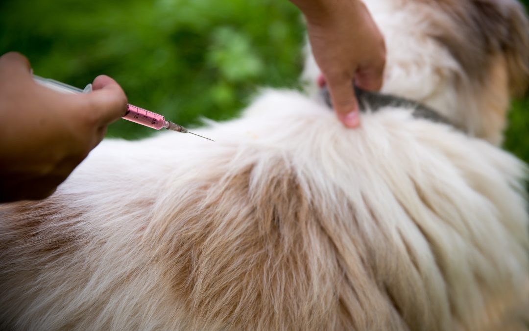 Can I Give My Dog a Rabies Shot at Home - Expert Advice